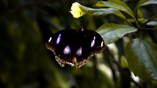 A Beginner's Guide To Using Muha Meds: Everything You Need To Know ...