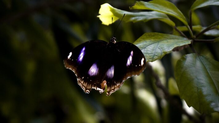 A Beginner's Guide To Using Muha Meds: Everything You Need To Know ...